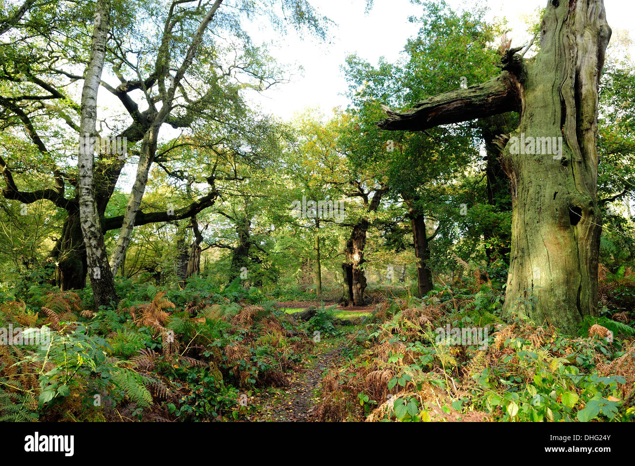 Sherwood Forest High Resolution Stock Photography and Images - Alamy