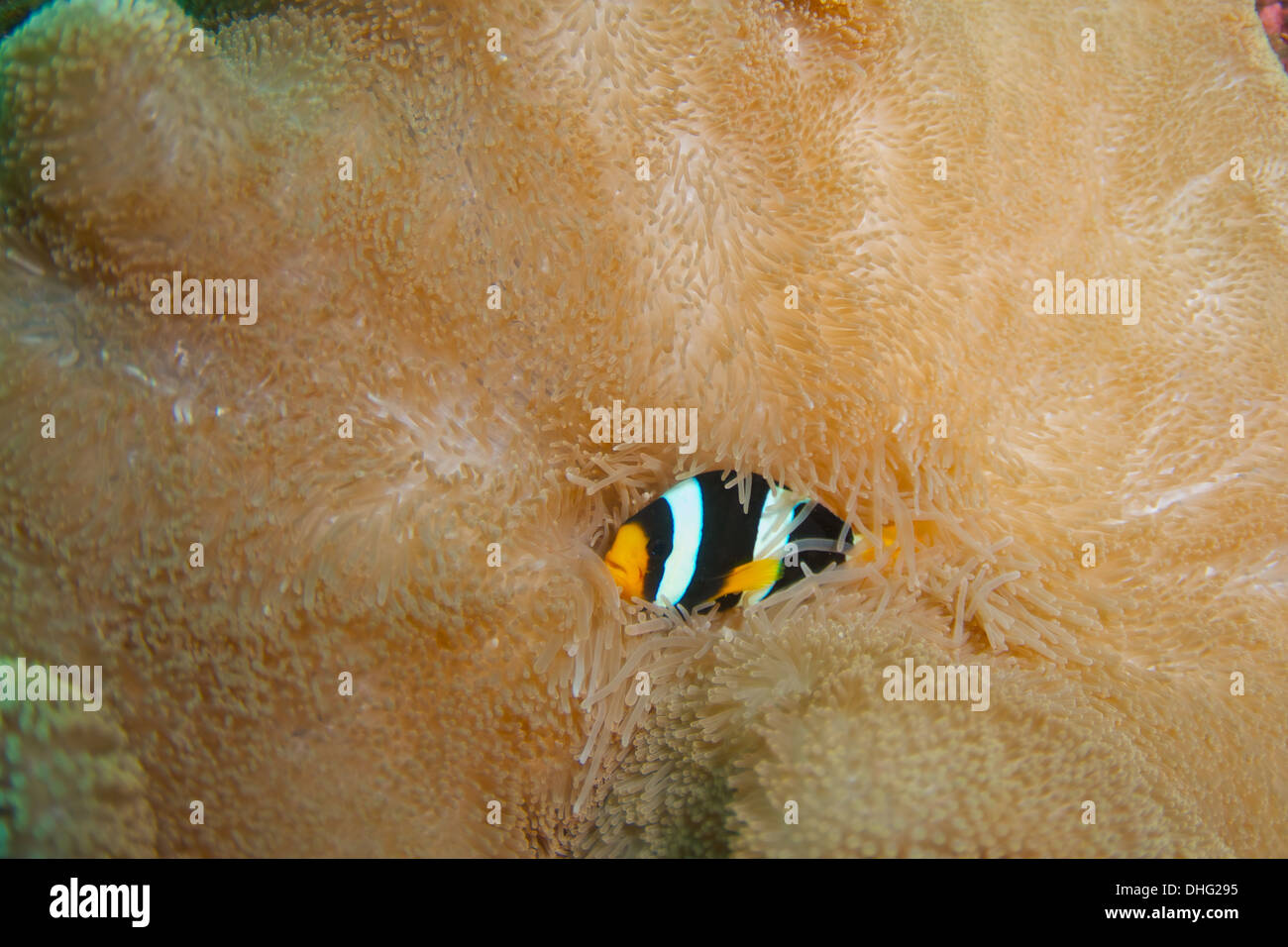 Clark's Anemonefish /Yellowtail Clownfish (Amphiprion clarkii) In its ...