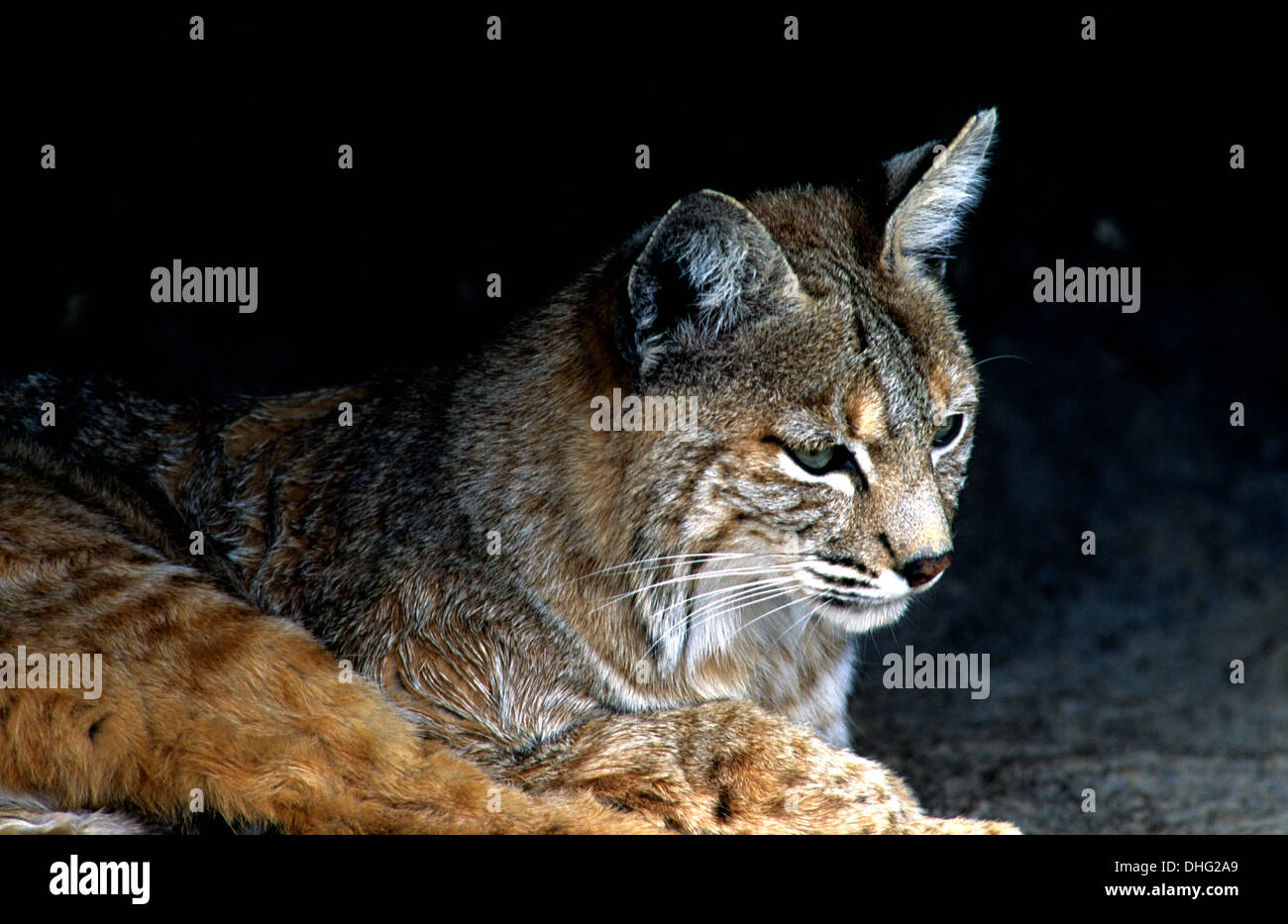 Bobcat (captive) in southern Arizona Stock Photo - Alamy