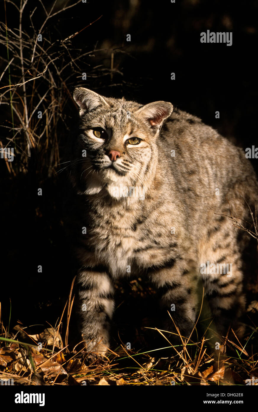 Bobcat (captive) in NW Montana Stock Photo - Alamy