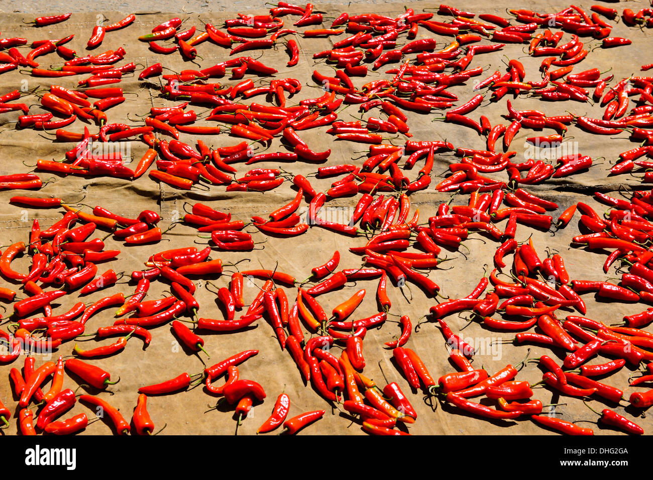 Green chillies drying hi-res stock photography and images - Alamy
