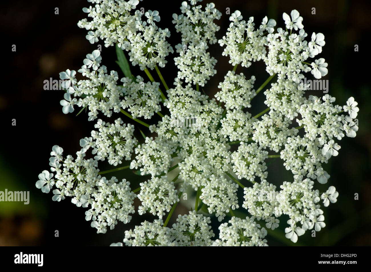 Queen anne's lace close up hi-res stock photography and images - Alamy