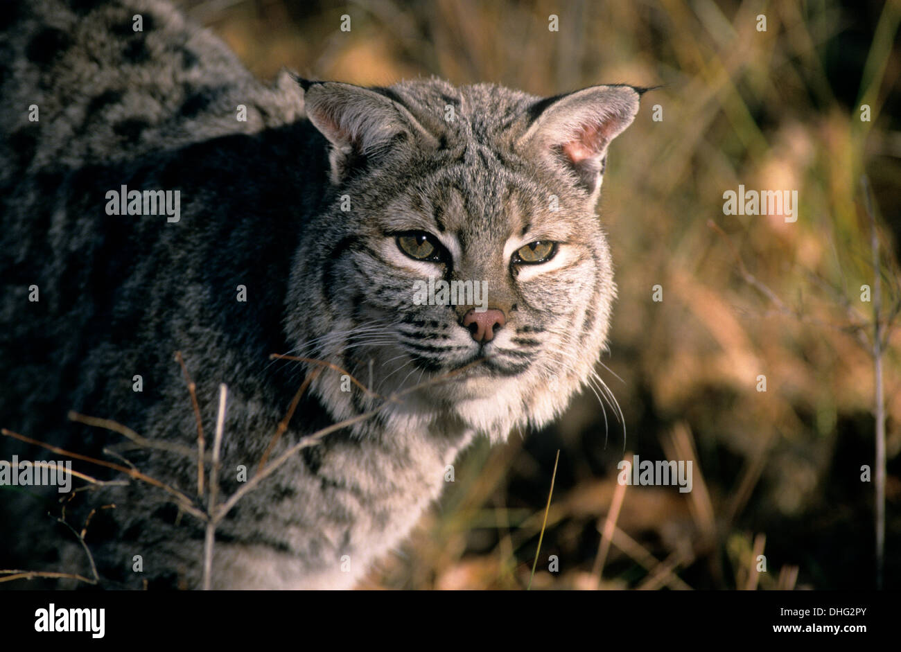 Bobcat (captive) in NW Montana Stock Photo - Alamy
