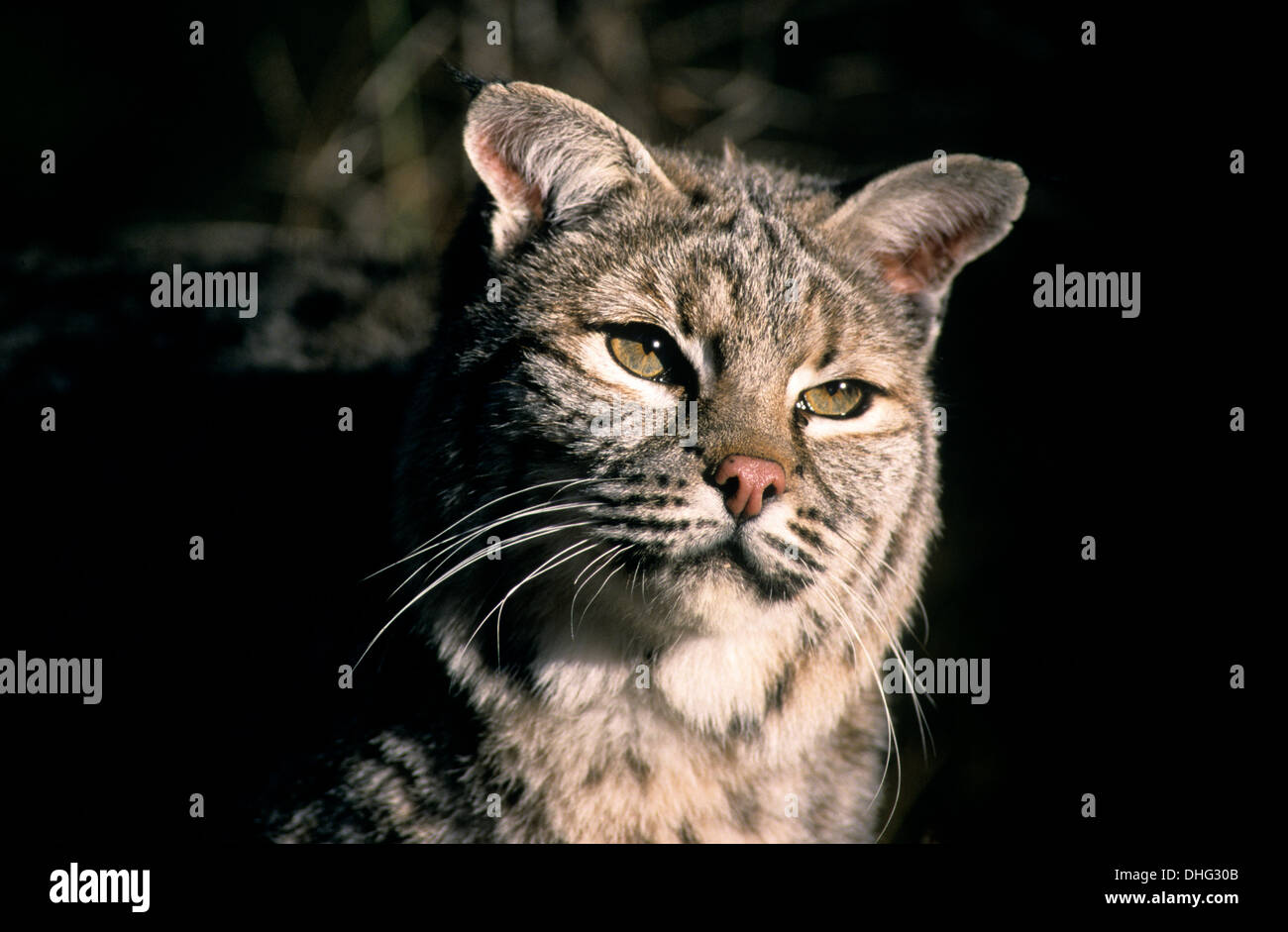 Bobcat (captive) in NW Montana Stock Photo - Alamy