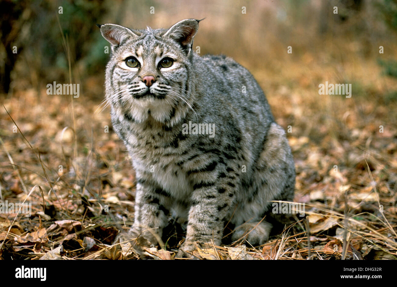 Bobcat (captive) in NW Montana Stock Photo - Alamy