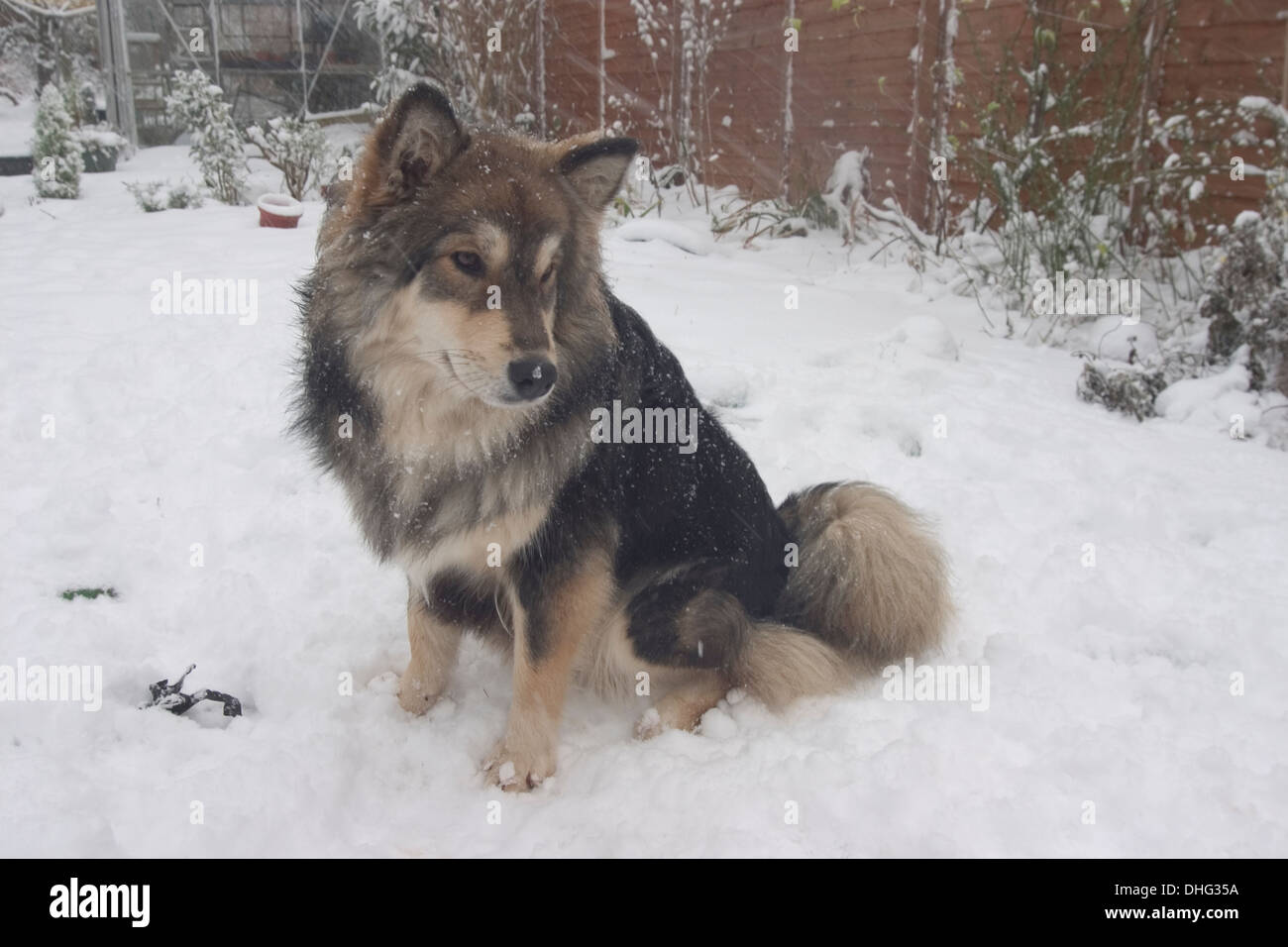 Wolf sable hi-res stock photography and images - Alamy