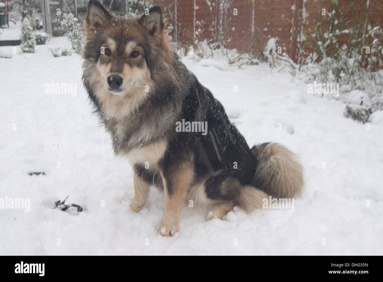 Wolf sable Finnish Lapphund dog, sitting in the snow concentrating ...