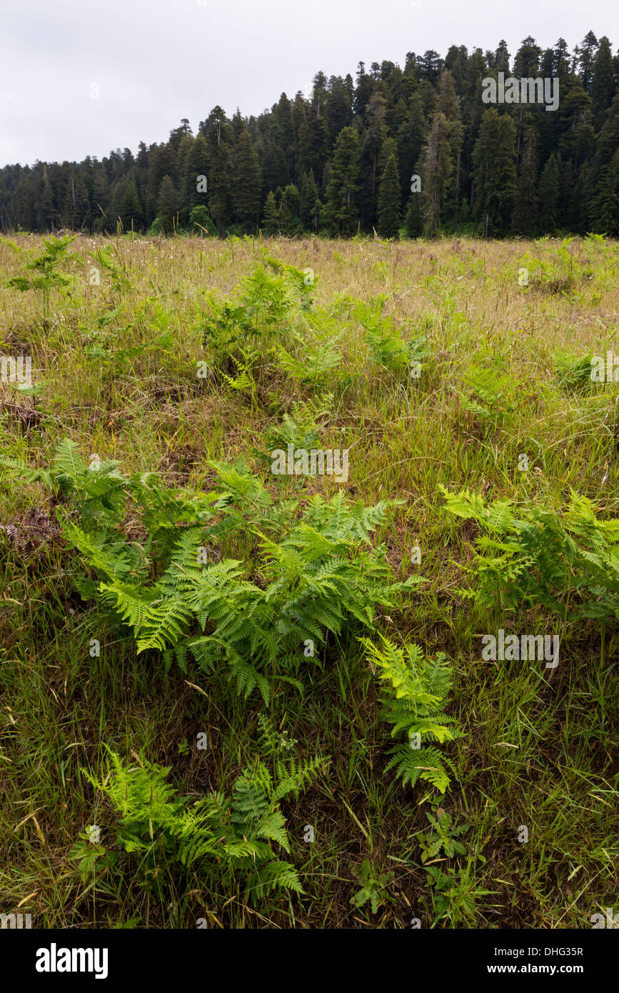 A green meadow in northern California's Redwoods National Park Stock ...