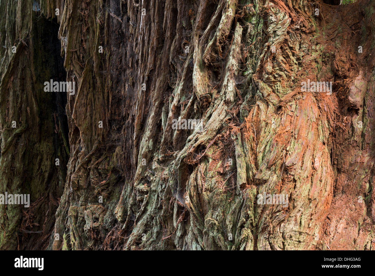 Close-up of redwood tree bark in northern California's Redwoods ...
