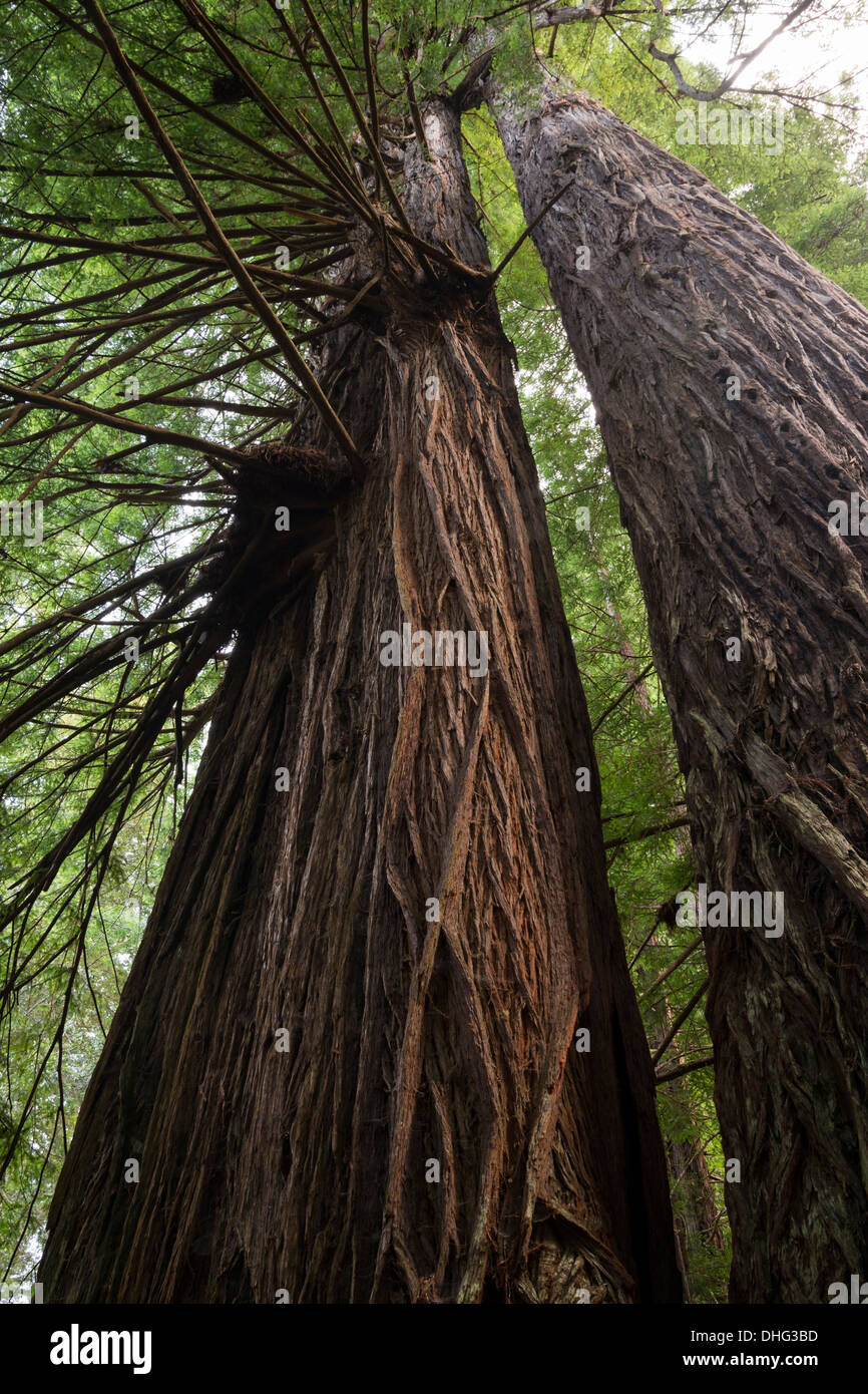 Coastal redwood tree bark hi-res stock photography and images - Alamy