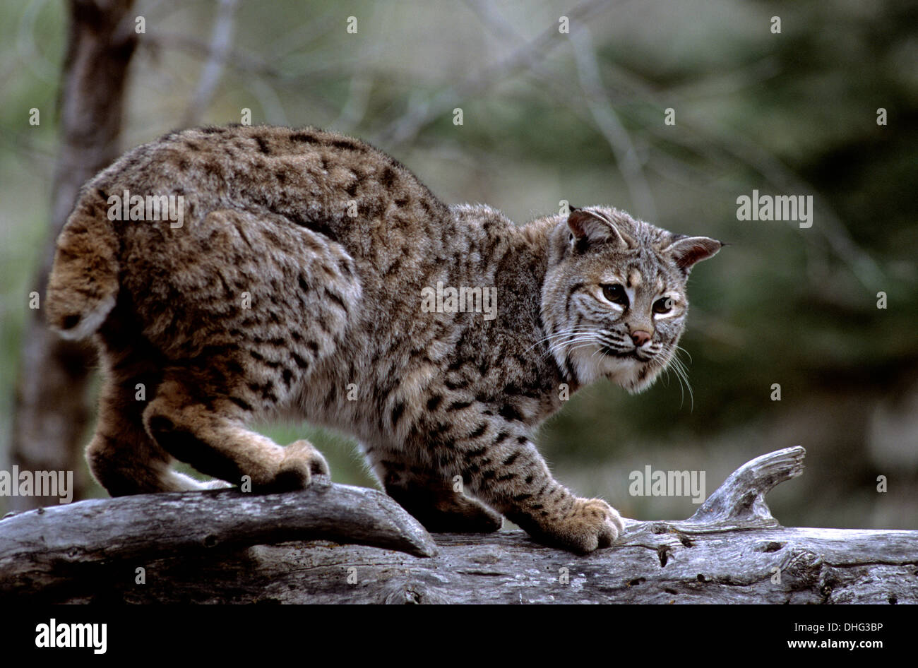 Bobcat on log hi-res stock photography and images - Alamy