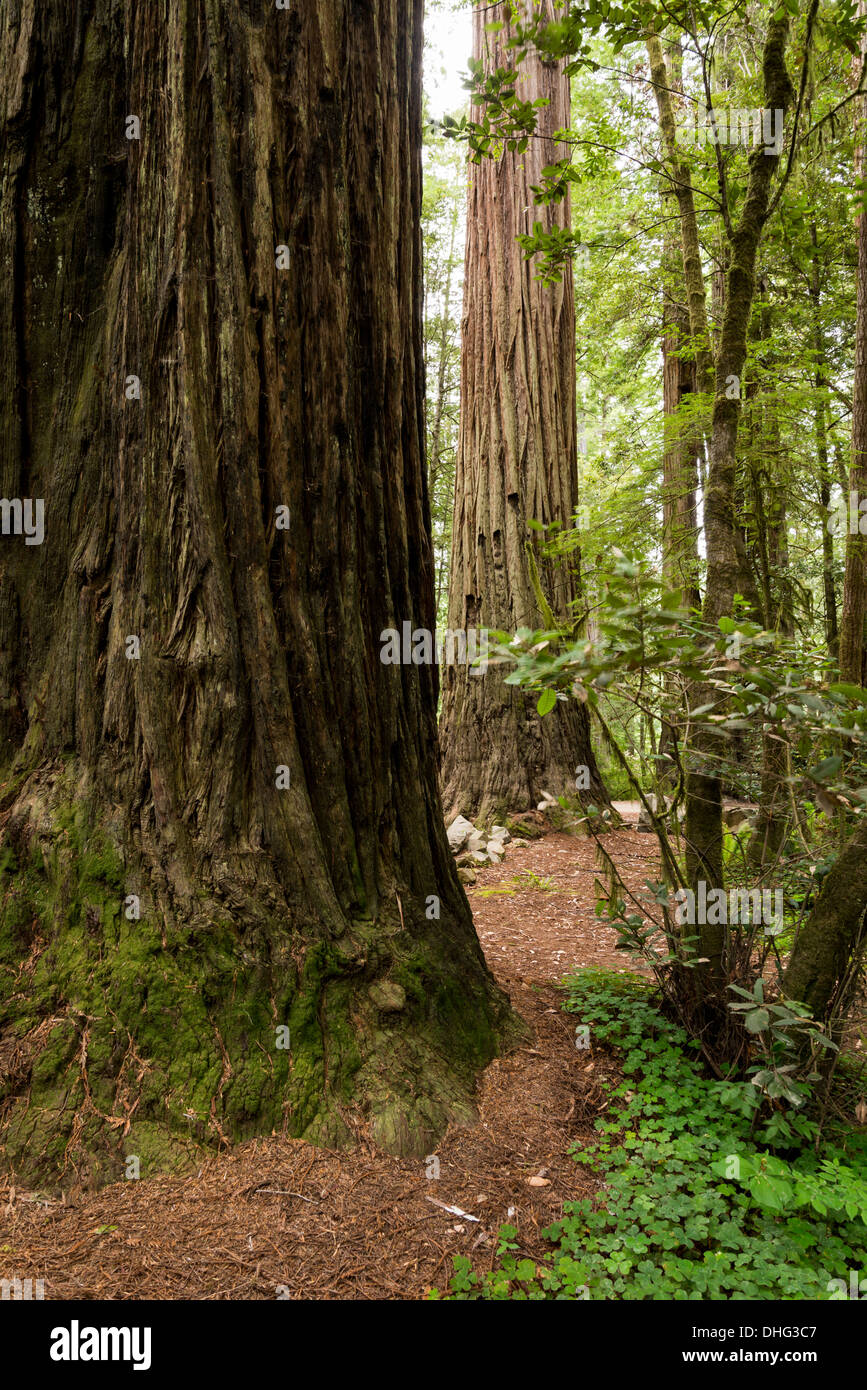 Giant coastal redwoods in northern California's Redwoods National Park ...