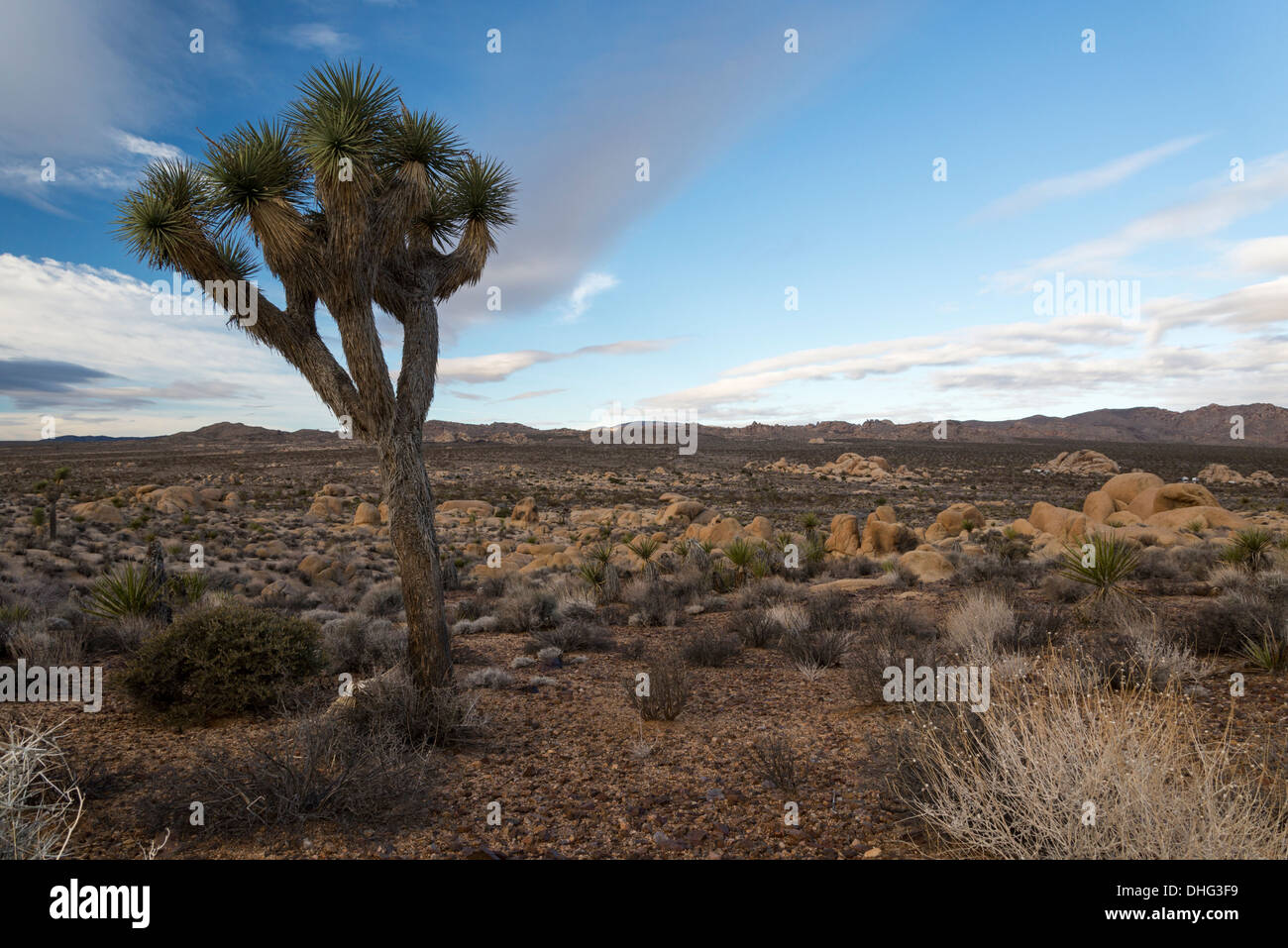 View of a Joshua Tree and the surrounding desert in Joshua Tree ...