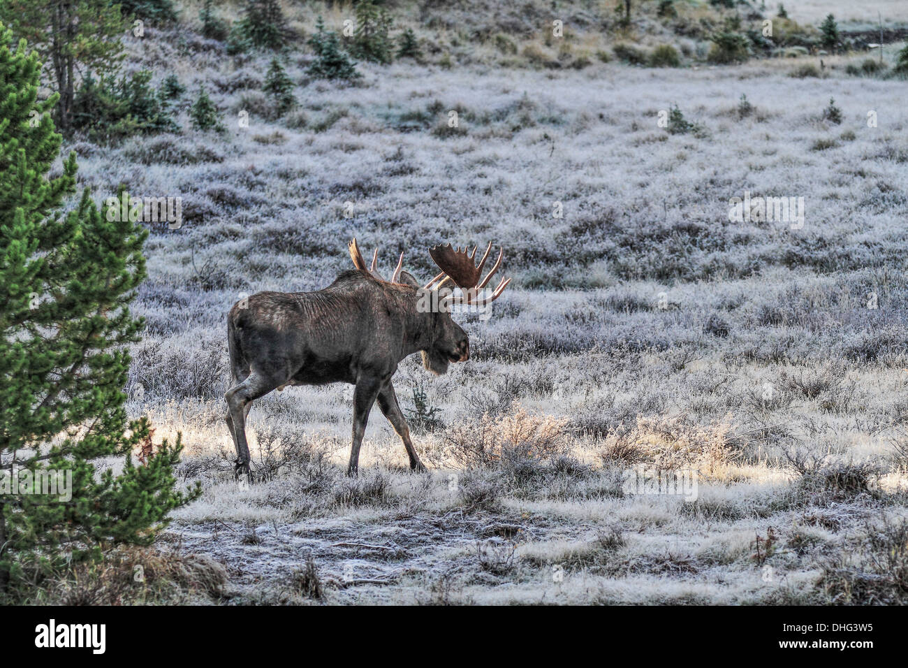 Moose habitat hi-res stock photography and images - Alamy
