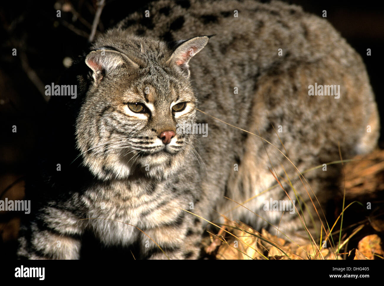 Bobcat (captive) in NW Montana Stock Photo - Alamy