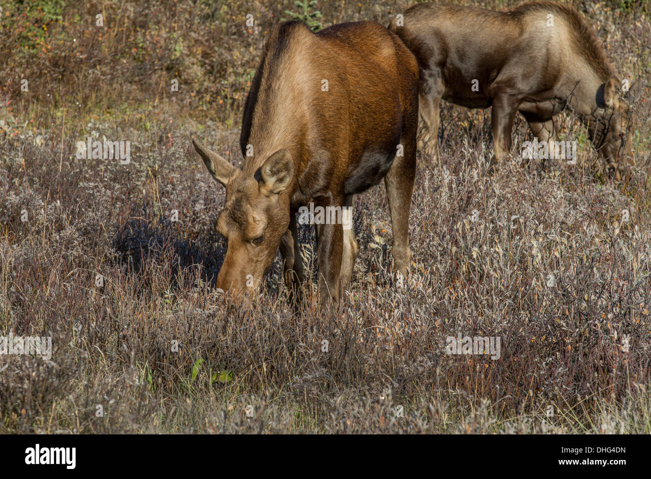 Moose (Alces alces) Beautiful rich, brown coloed female & calf, in ...