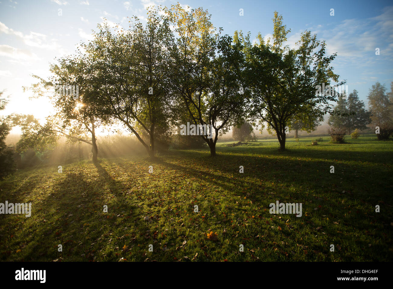 Tree shadow early morning hi-res stock photography and images - Alamy