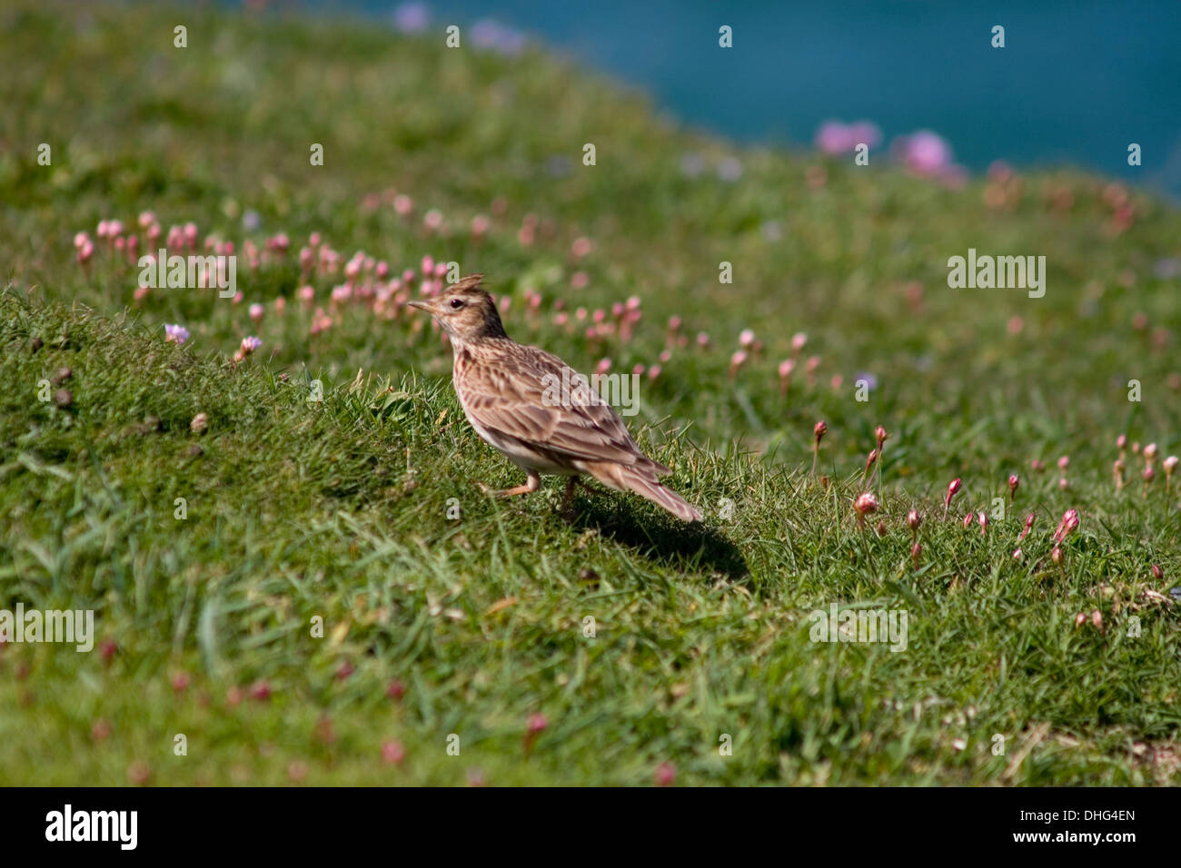 Eurasian Skylark Alauda arvensis in the grass Stock Photo - Alamy