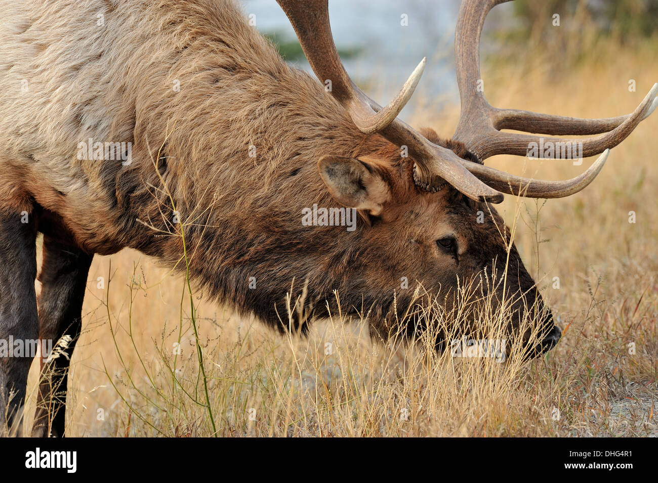Side view large bull elk hi-res stock photography and images - Alamy