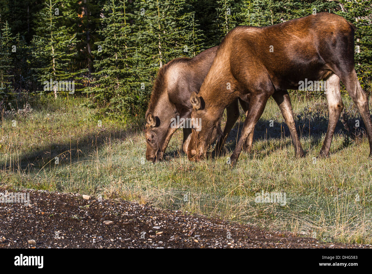 Moose (Alces alces) Beautiful rich, brown colored female & calf, in ...
