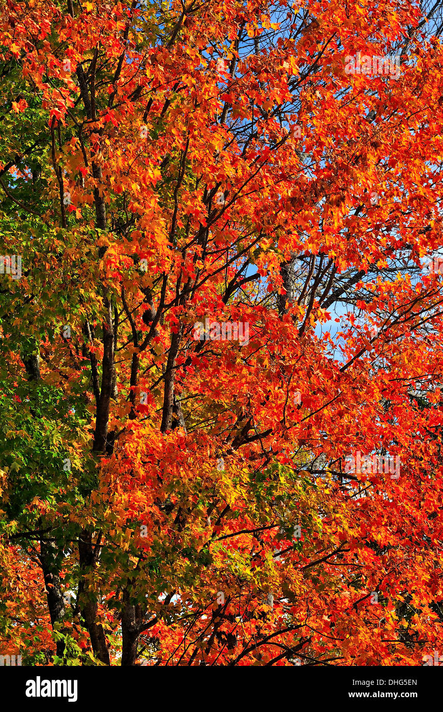 Sugar maple tree, red, autumn hi-res stock photography and images - Alamy