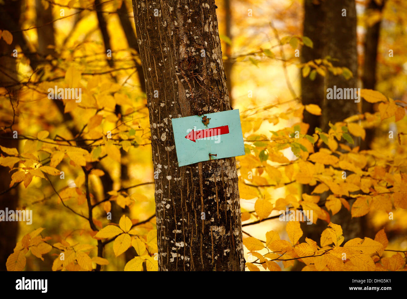 Red arrow on tree hi-res stock photography and images - Alamy