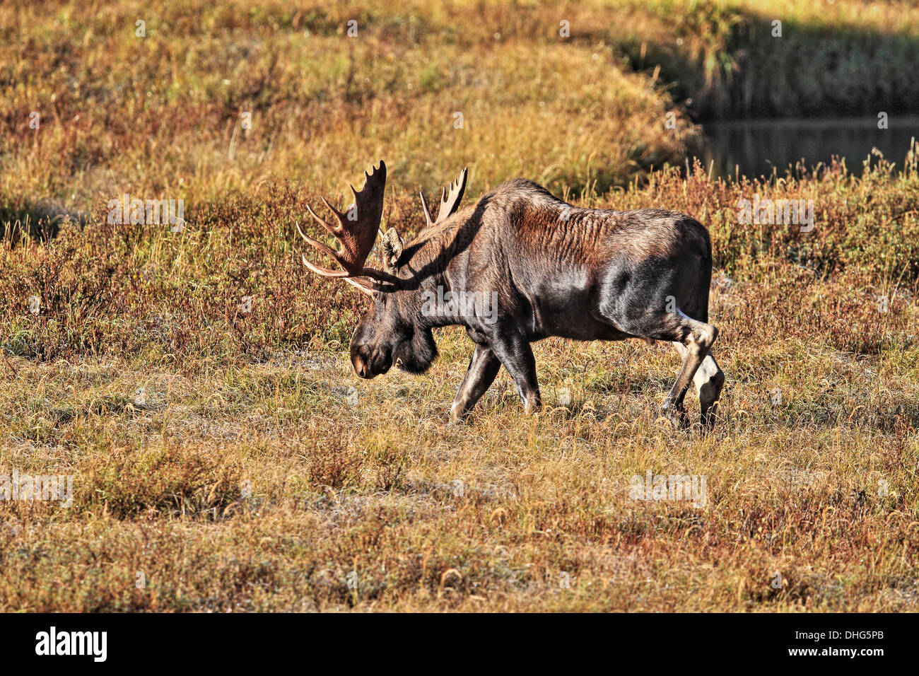Moose (Alces alces) Bull moose, In its natural habitat, with large set ...