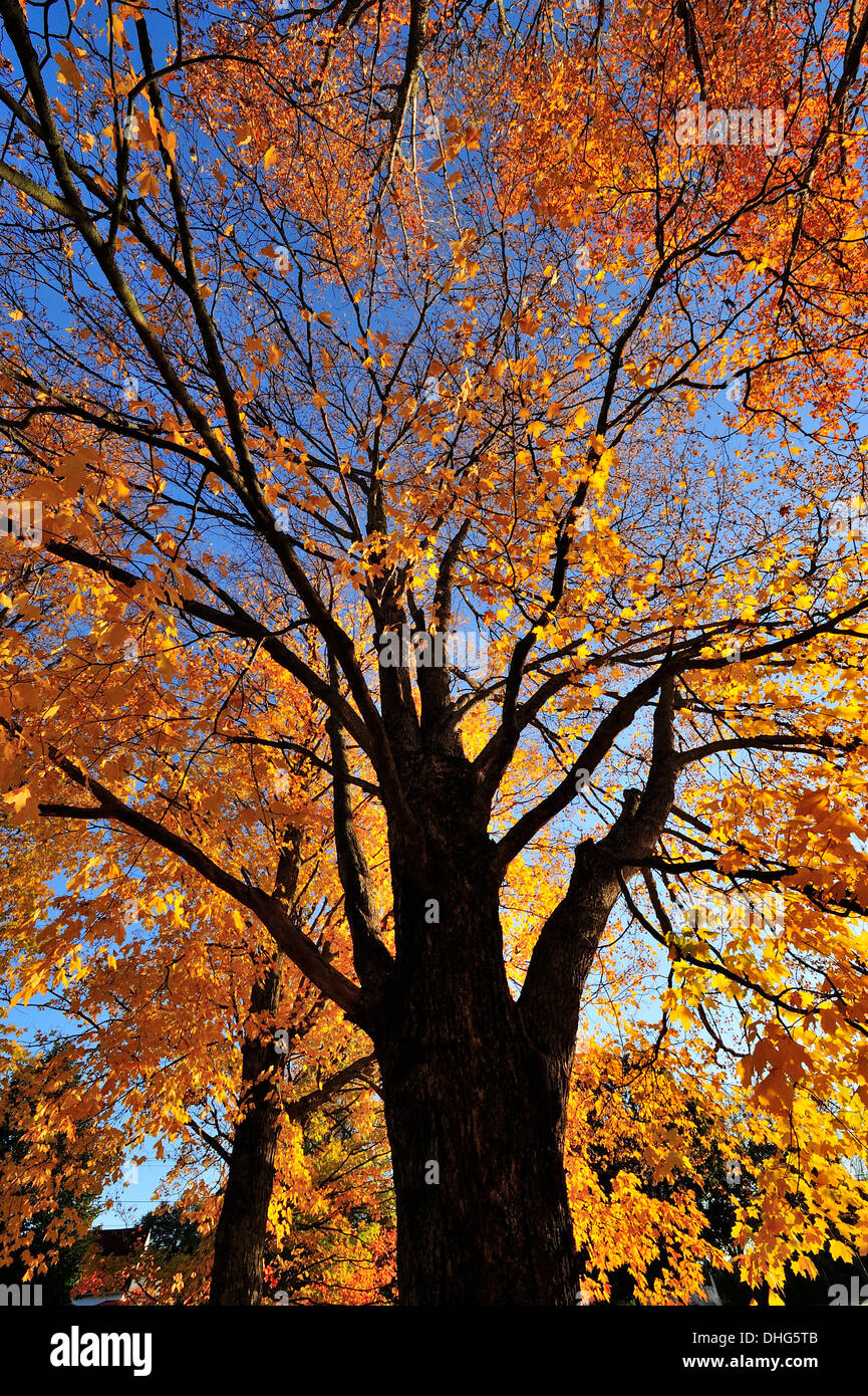 A looking up through the branches view of a maple tree Stock Photo - Alamy