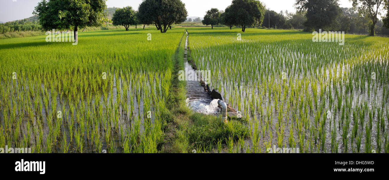 Paddy field lines hi-res stock photography and images - Alamy