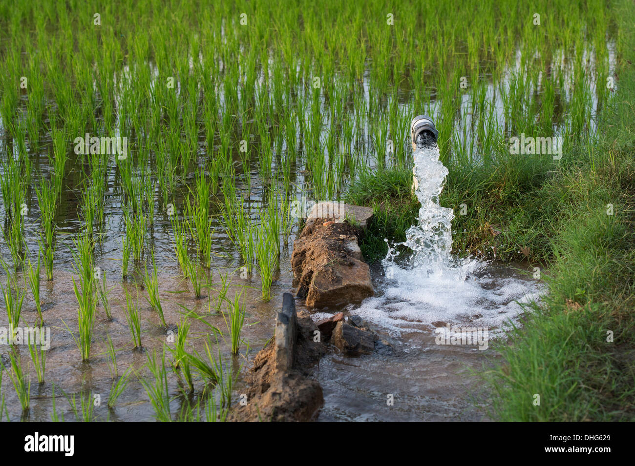 Agriculture rice paddy irrigation water hi-res stock photography and ...