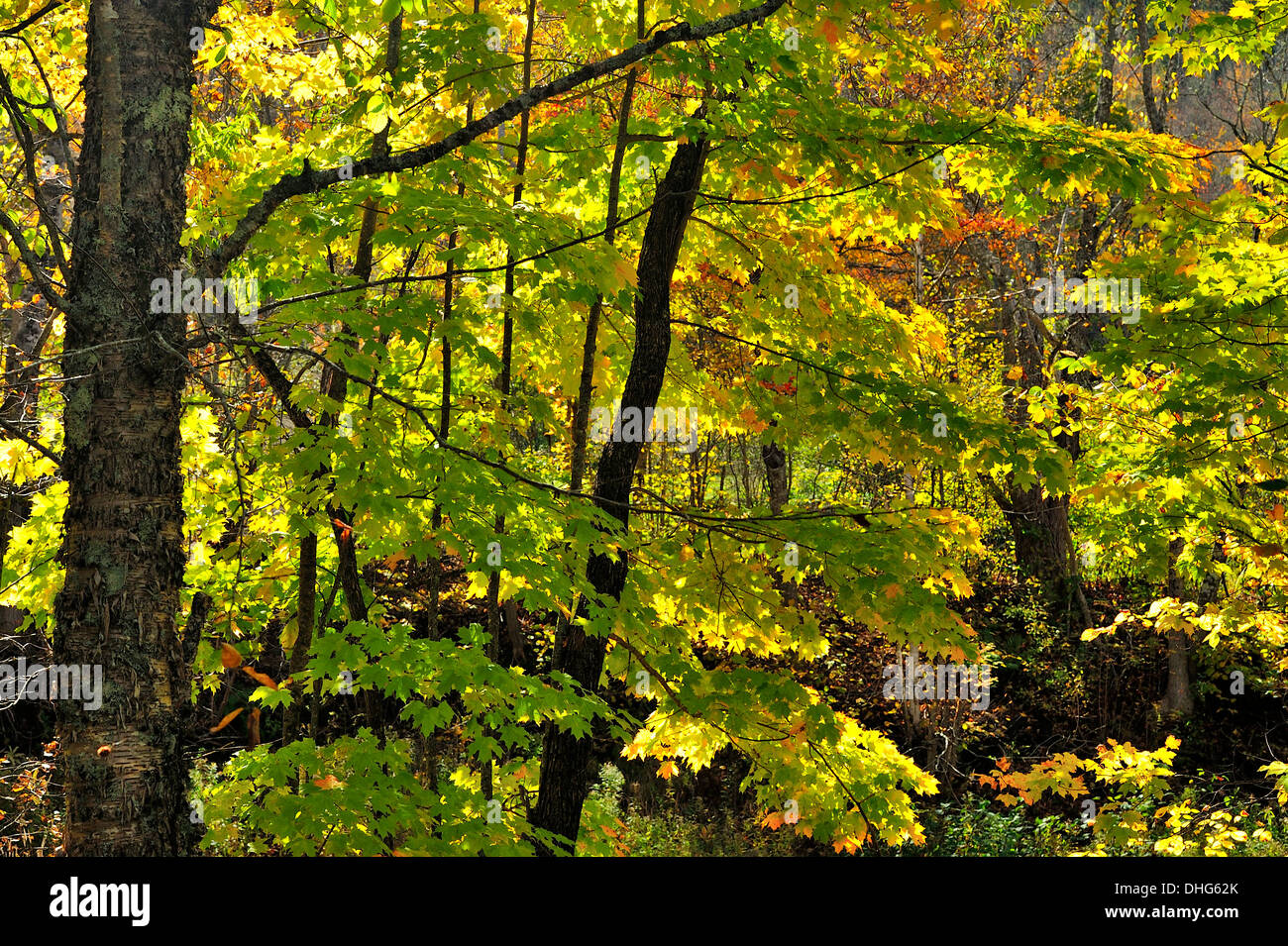 Autumn leaves changing color hi-res stock photography and images - Alamy