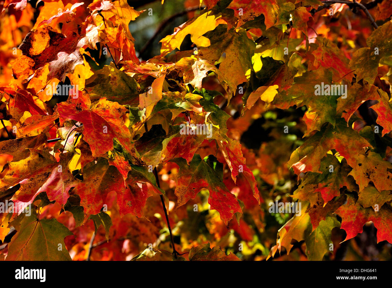 A close up image of maple tree leaves changing color Stock Photo - Alamy