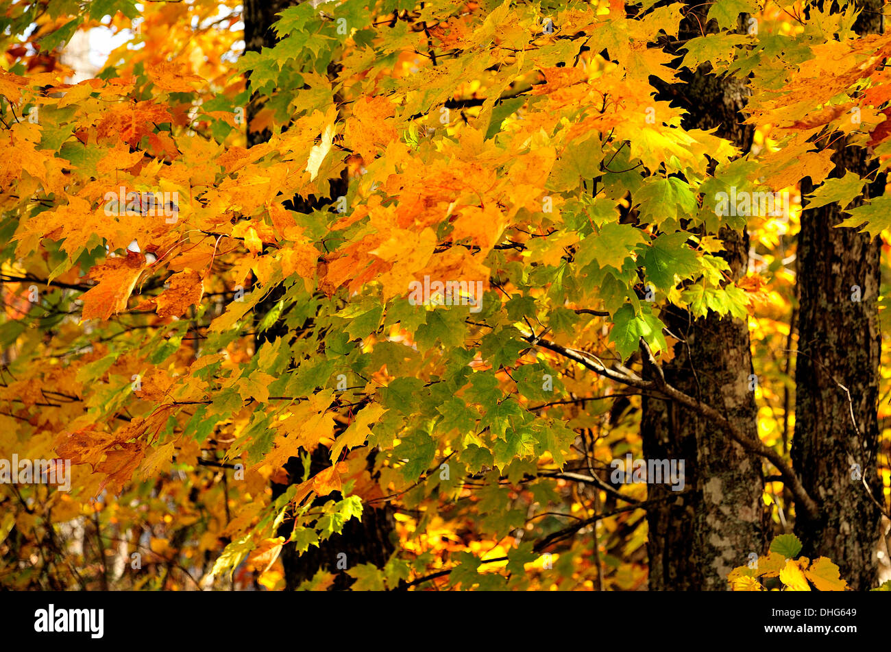 A stand of maple trees with their leaves turning the bright reds and ...