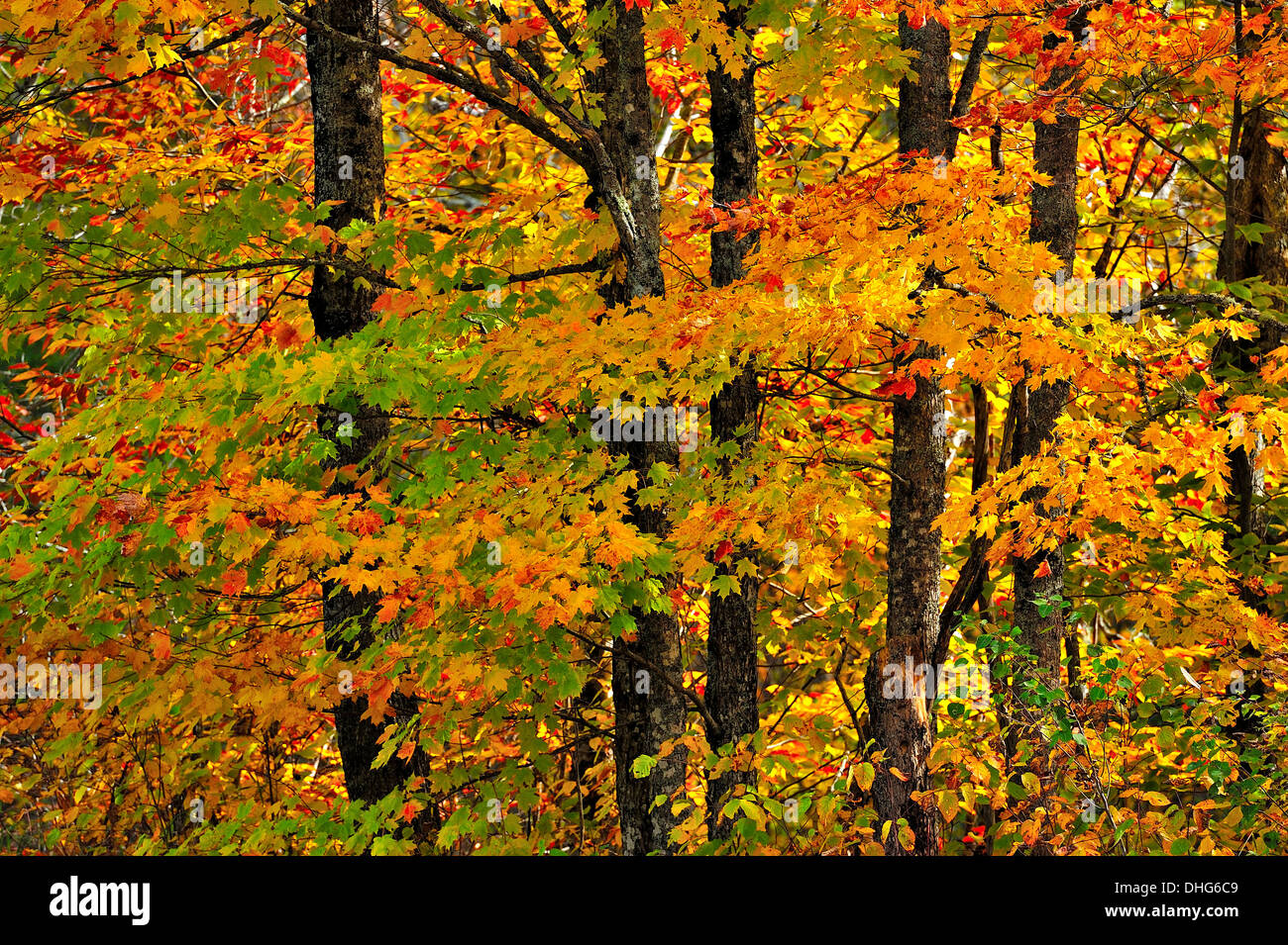 A stand of maple trees with their leaves turning the bright reds and ...