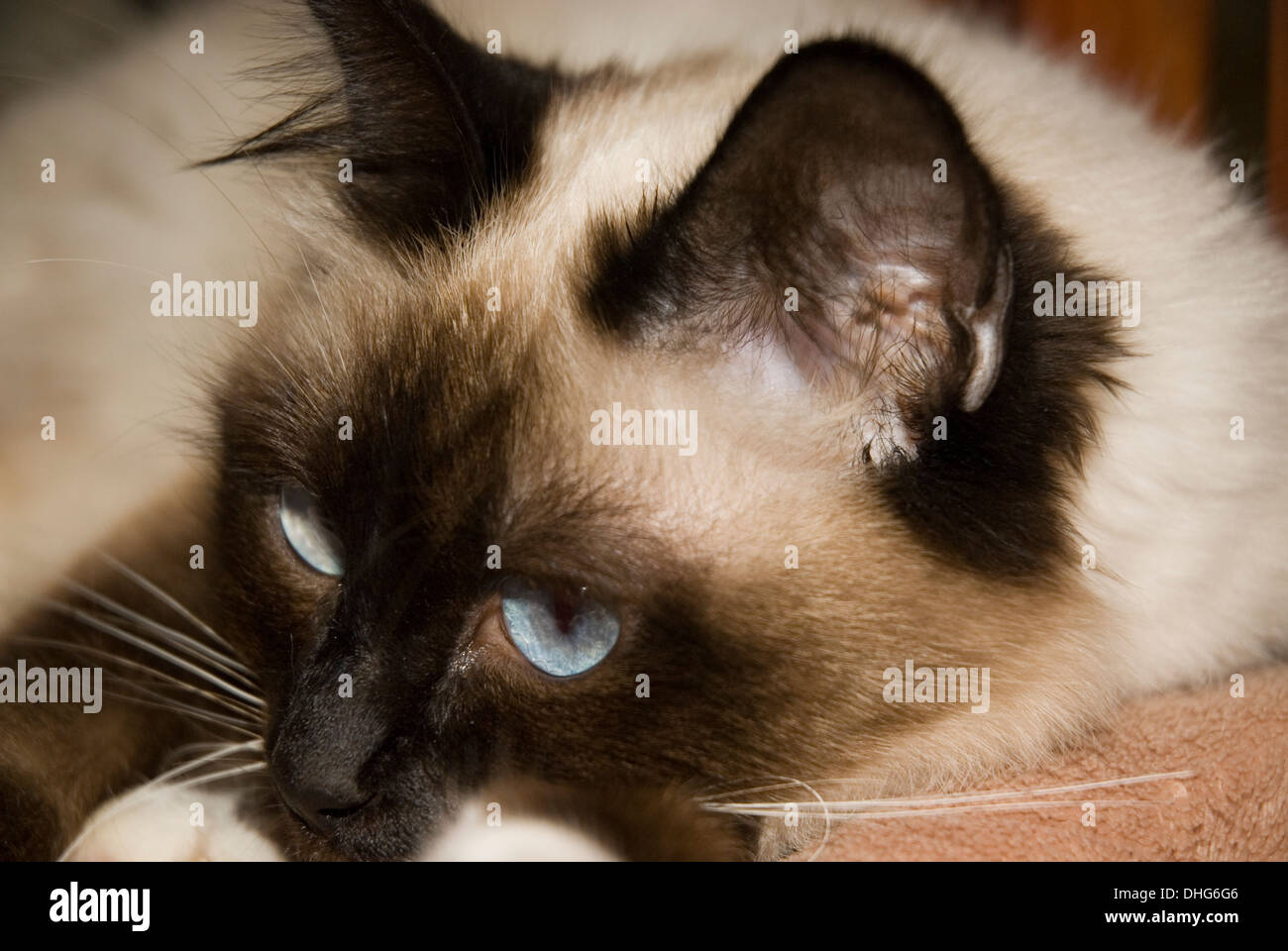 Seal point birman sacred cat of burma cat hi-res stock photography and ...