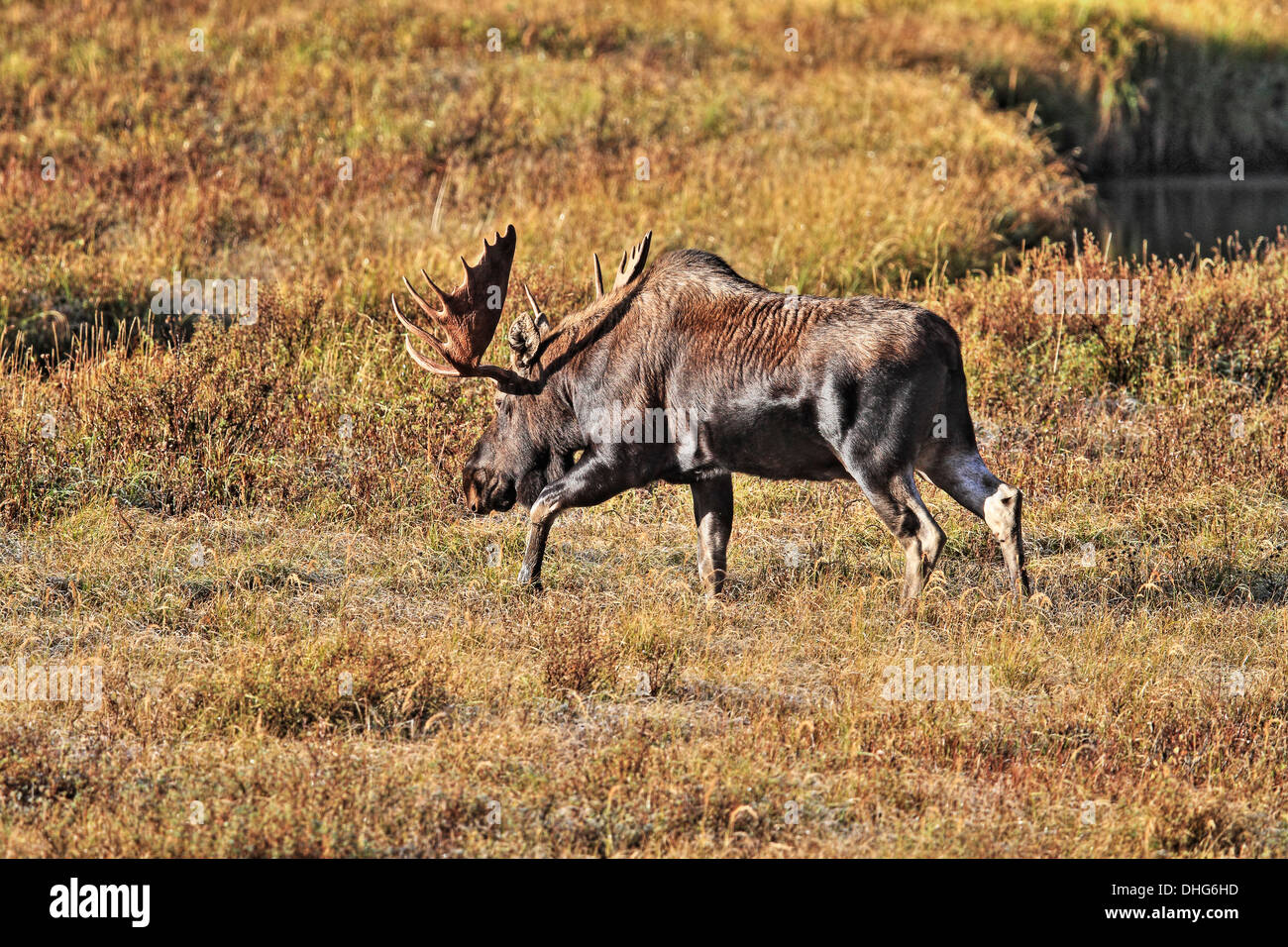 Moose (Alces alces) Bull moose, with full rack of antlers, In its ...