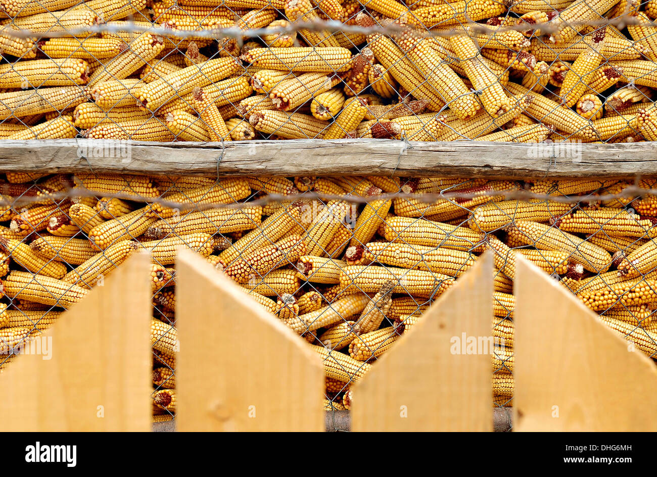 Pile of dry corn stored for winter in a wired barn Stock Photo - Alamy