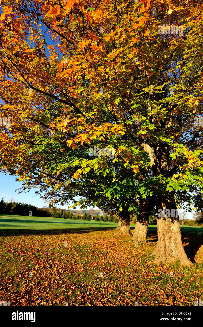 A line of mature maple trees with leaves changing into the colors of ...