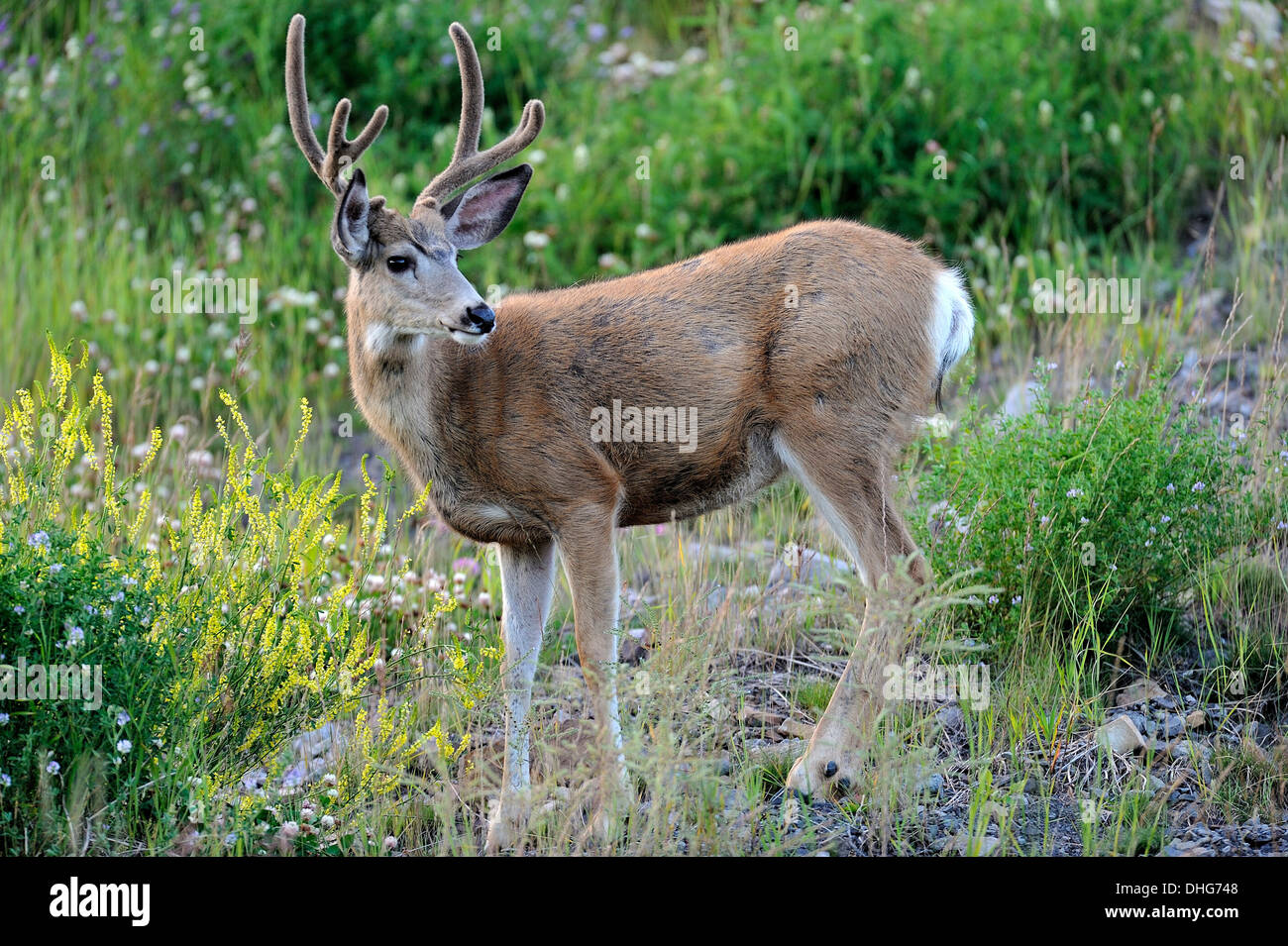 Black Buck Deer High Resolution Stock Photography and Images - Alamy