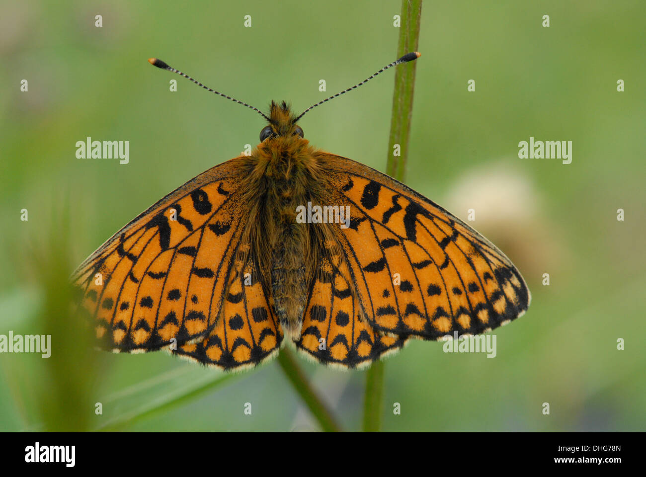 Pearl-bordered fritillary Boloria euphrosyne Stock Photo - Alamy