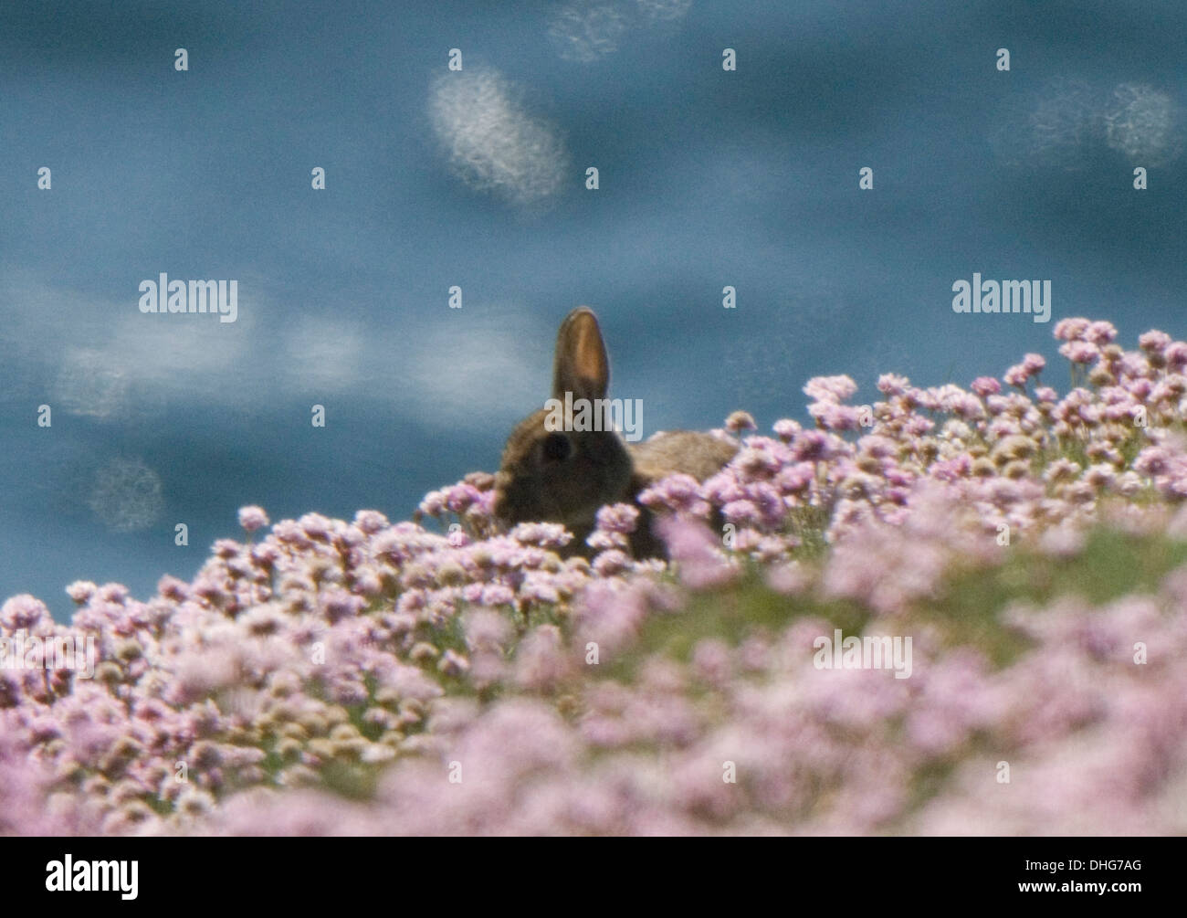 Rabbit Lepus curpaeums sitting in thrift Armeria maritima Stock Photo ...
