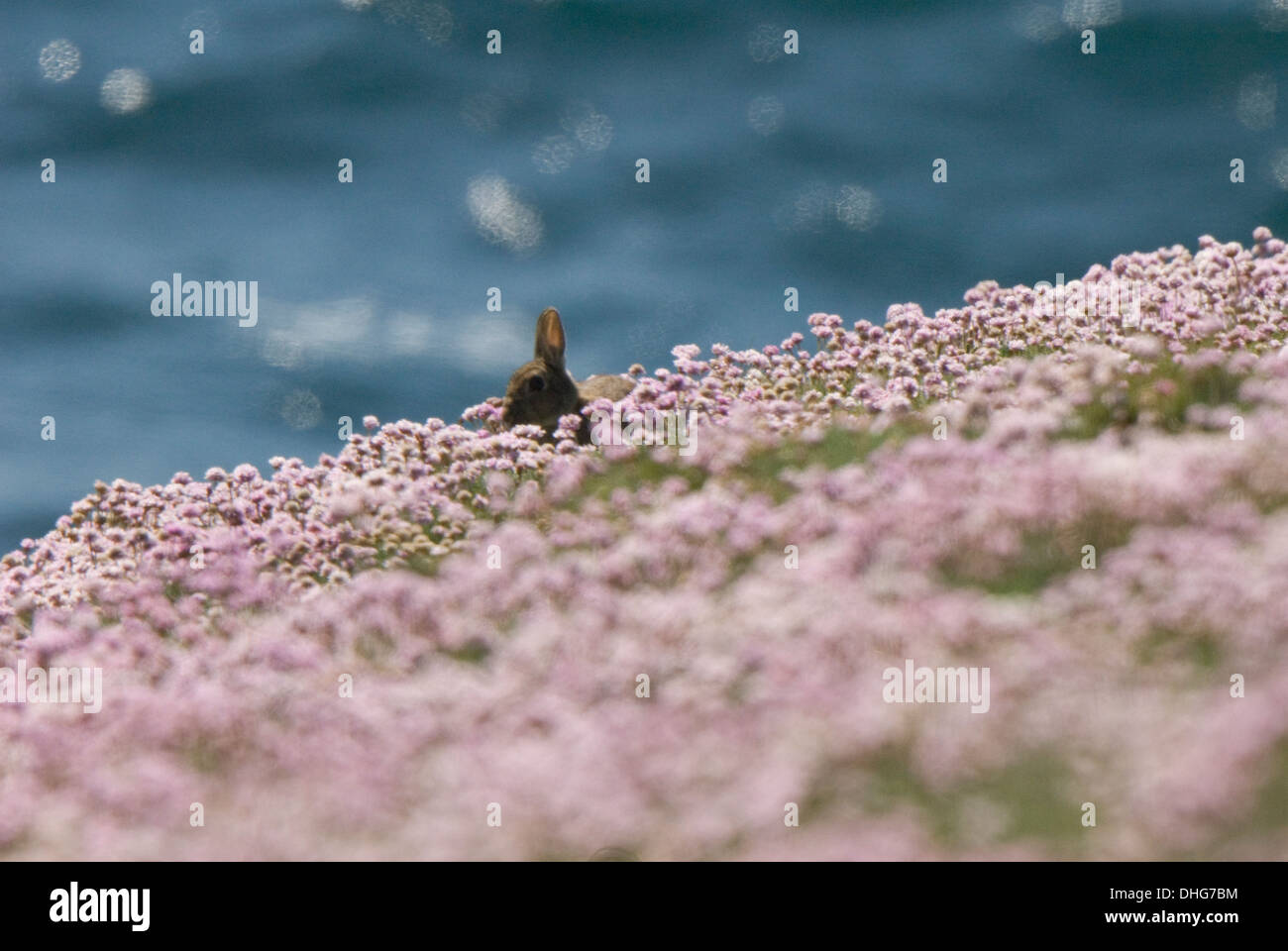 Rabbit Lepus curpaeums sitting in thrift Armeria maritima Stock Photo ...