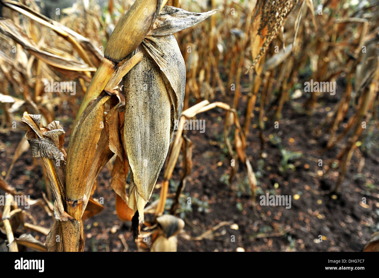 Close up of a withered corn field Stock Photo - Alamy