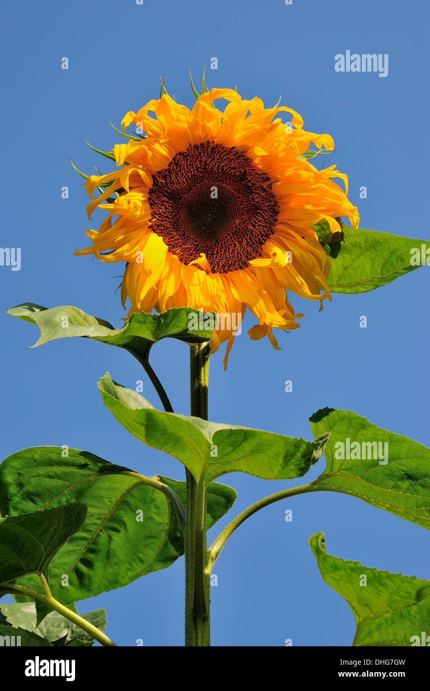 Tall sunflower hi-res stock photography and images - Alamy