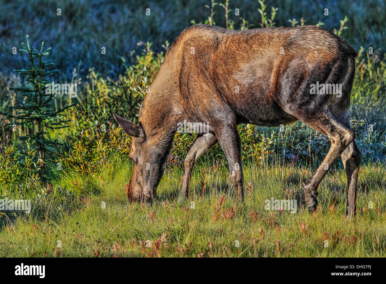 Moose (Alces alces) Female moose, In its natural habitat, feeding and ...