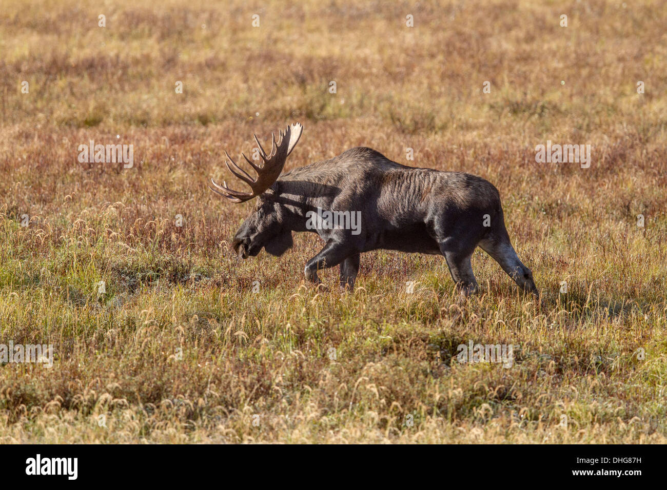 Moose (Alces alces) Bull moose, In its natural habitat, looking for ...