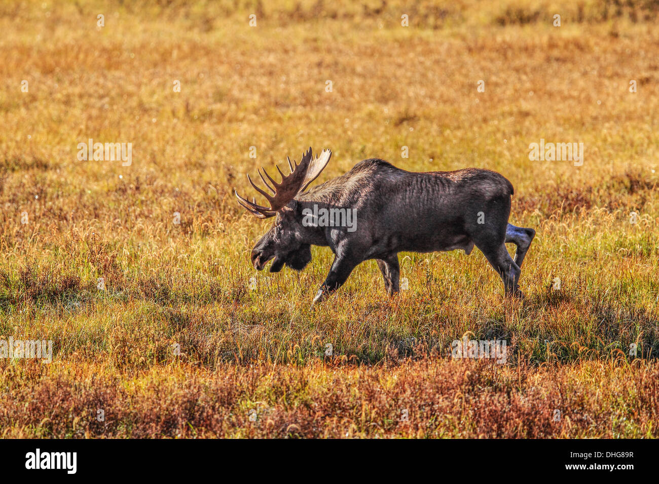 Moose (Alces alces) Bull moose, In its natural habitat, looking for ...