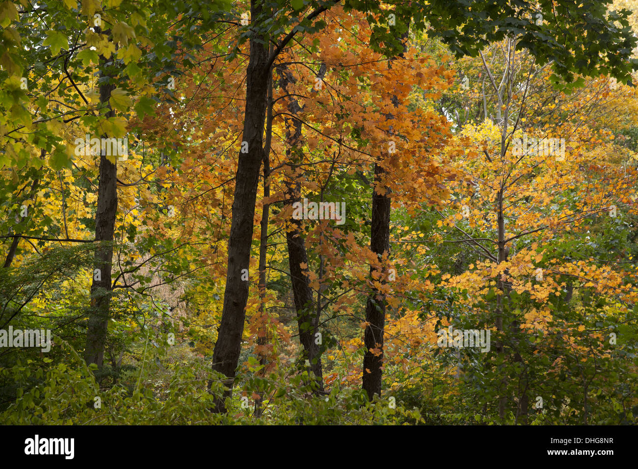 Autumn colors on exhibit hi-res stock photography and images - Alamy