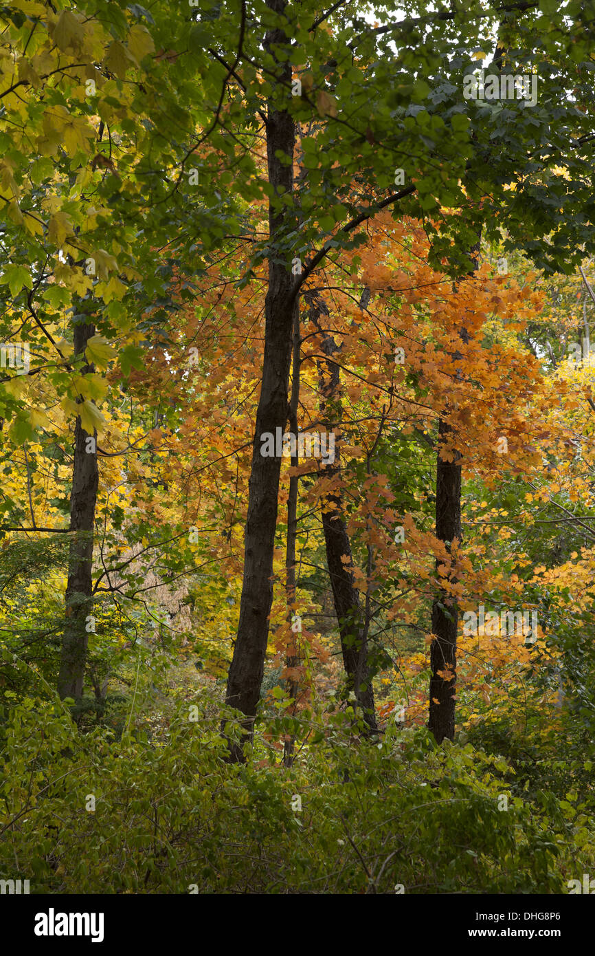 Autumn colors on exhibit hi-res stock photography and images - Alamy