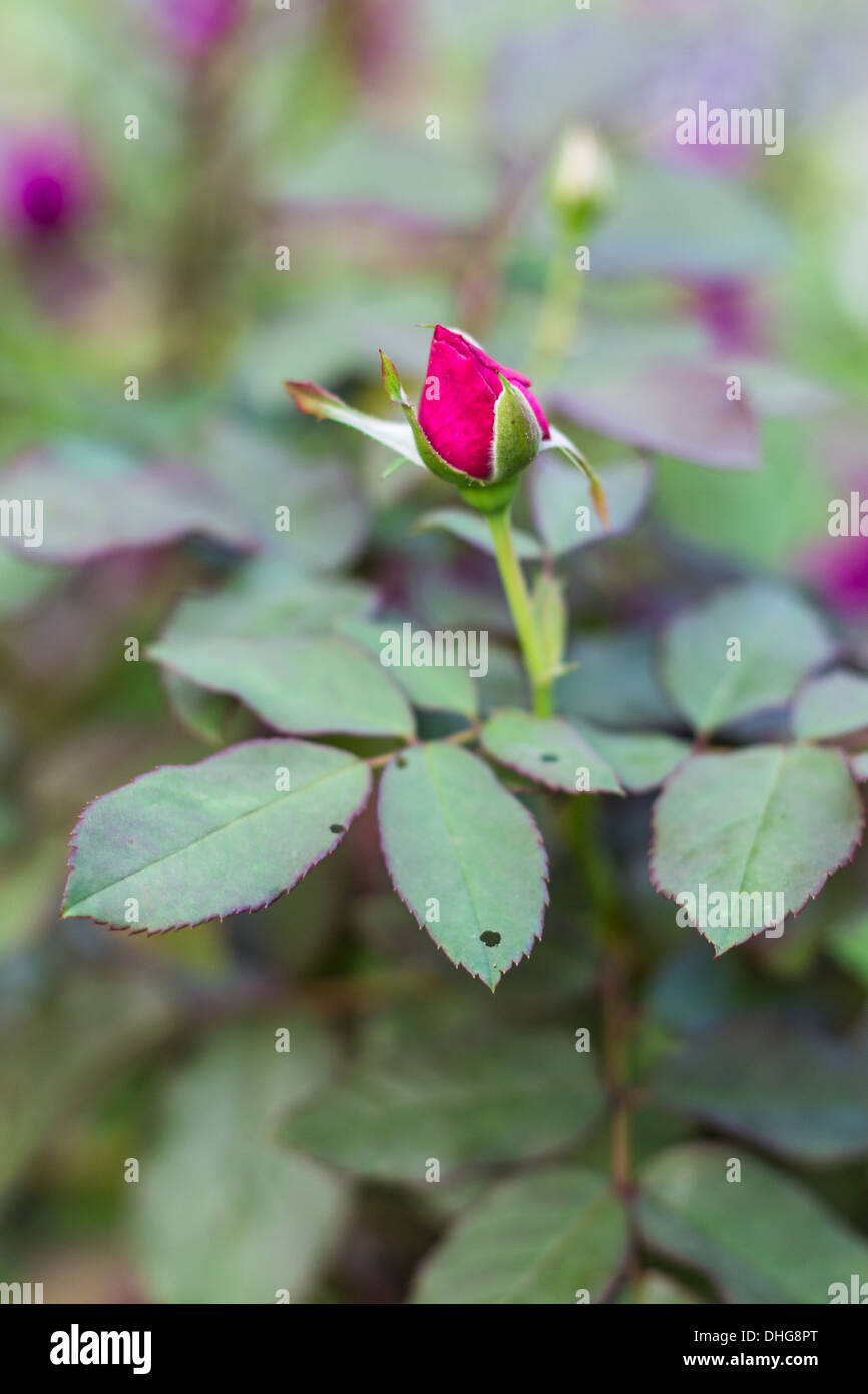 Bright future flower hi-res stock photography and images - Alamy